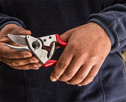 Felco Secateurs | Buy and Save from World of Secateurs